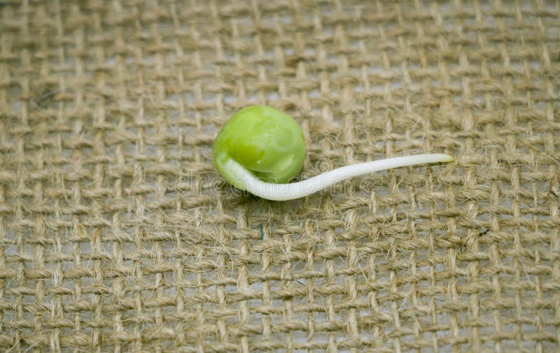 Fresh Green Pea and Roots on Background.healthy Eating Concept Stock ...