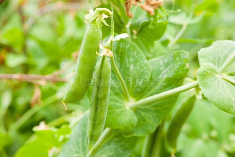 Fresh Green Peas on a Plant in the Garden Stock Photo - Image of green ...