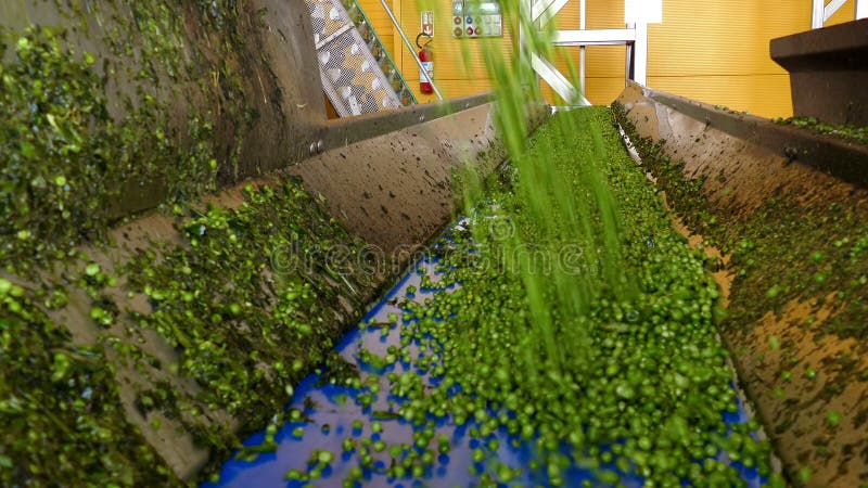 Green Peas are Falling from the Conveyor Machine Stock Footage - Video ...