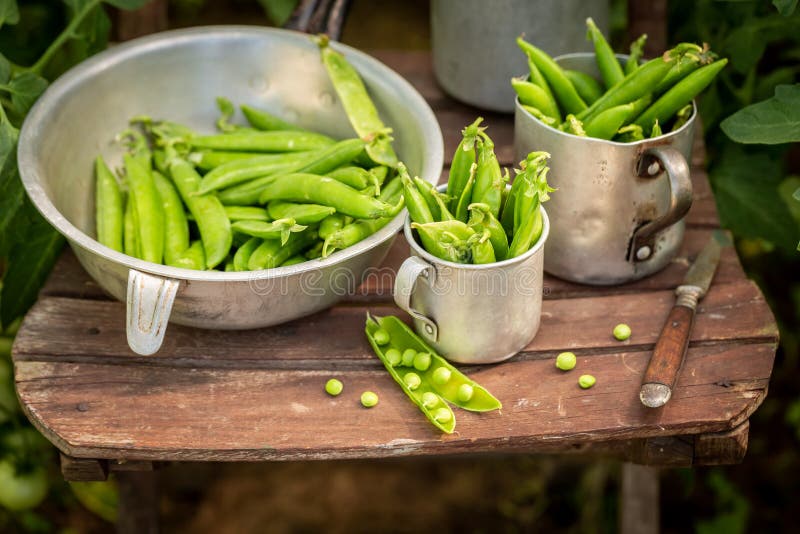 Fresh Green Peas in a Small Greenhouse Stock Image - Image of food ...