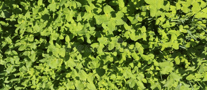 Fresh Green Pennyroyal or Mentha Pulegium Stock Image - Image of annual ...
