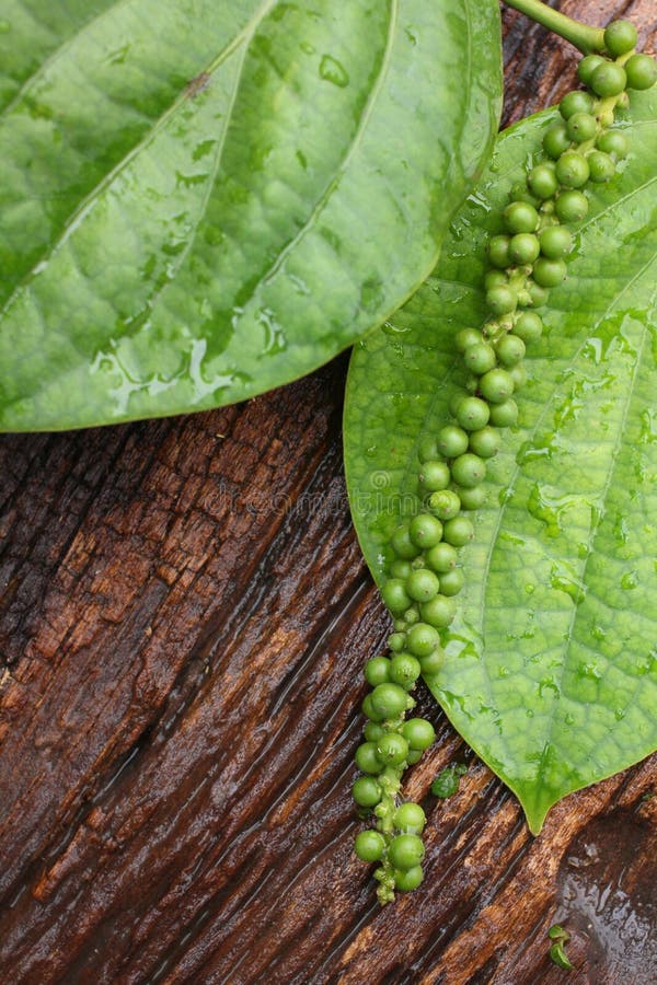 Fresh green peper stock photo. Image of asian, flavor - 38091464