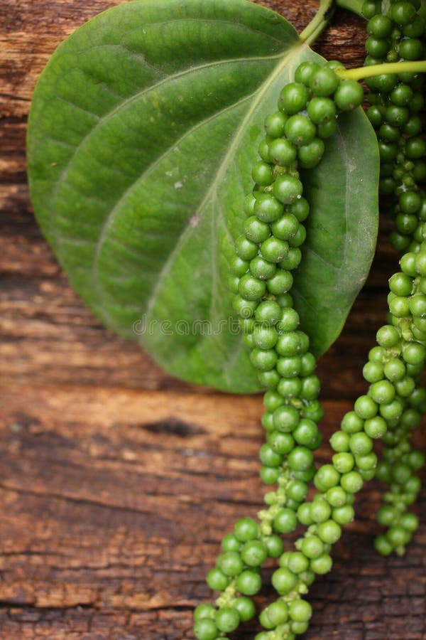 Fresh green peper stock image. Image of food, organic - 38091497