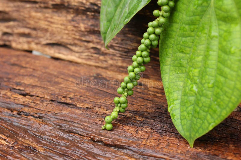 Fresh green peper stock photo. Image of spice, medicine - 38088896