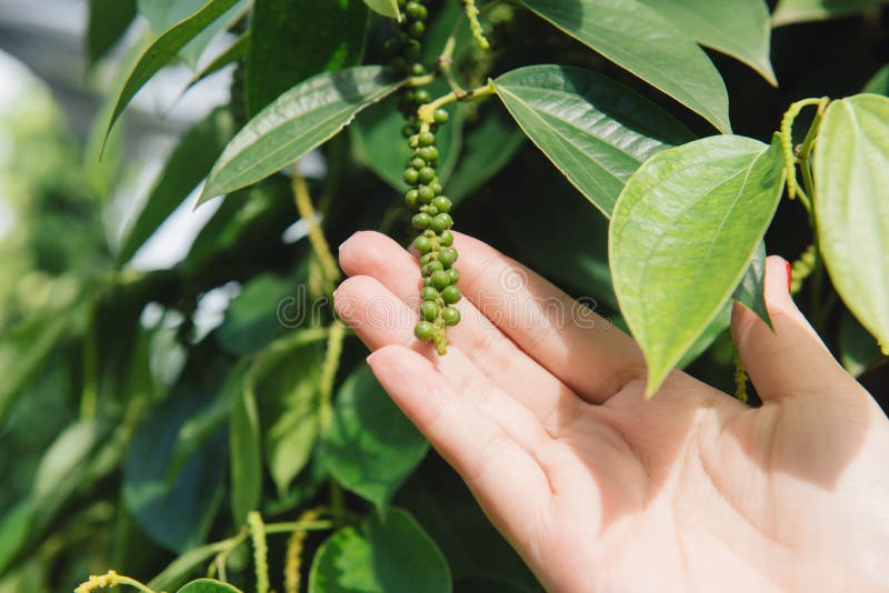 Fresh Green Peper on Peper Tree Stock Image - Image of healthy, peper ...