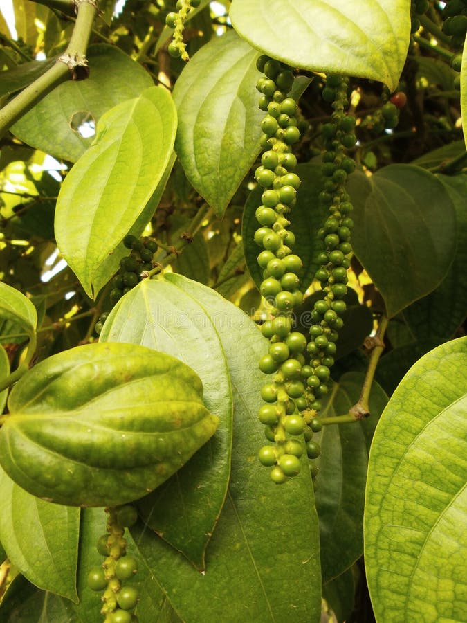 Fresh green peper stock image. Image of pepercorn, seasoning - 37510613