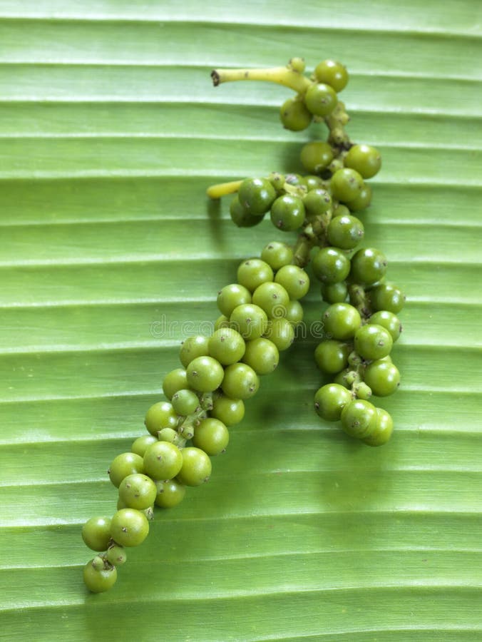 Fresh green peppercorns stock image. Image of ingredient - 23704459