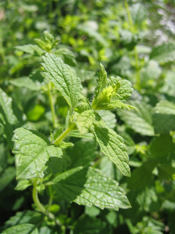 Fresh Green Peppermint Leaves Stock Photo - Image of agriculture ...