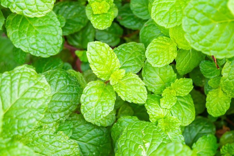 Fresh Green Peppermint Plant in the Garden Stock Image - Image of ...