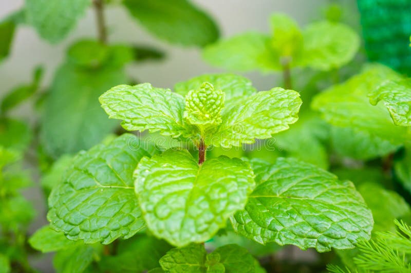 Fresh Green Peppermint Plant in the Garden Stock Image - Image of ...