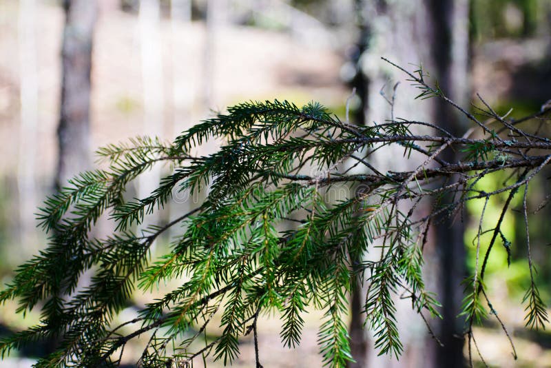Fresh Green Pine Branches in a Spring Forest Stock Image - Image of ...