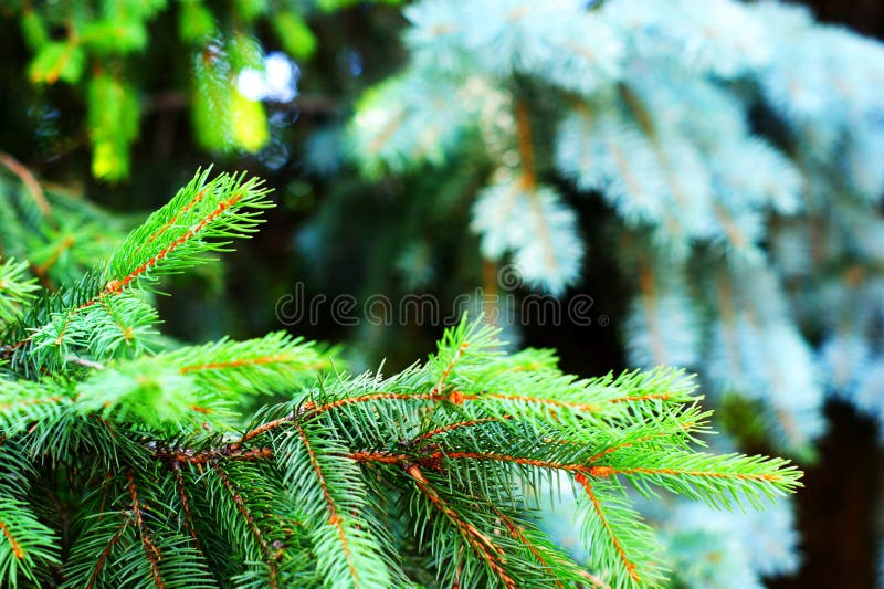 Fresh Green Pine Branches in the Sunny Forest on the Background Stock ...