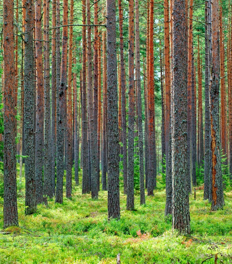 Sky in Pine Forest stock photo. Image of summer, natural - 24903988