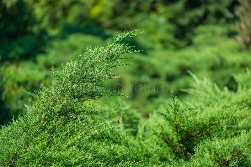 Fresh Green Pine Leaves , Oriental Arborvitae, Thuja Orientalis Leaf ...