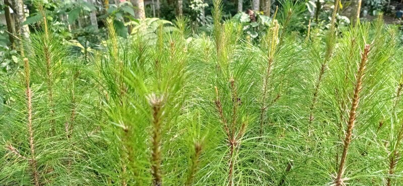 Fresh Green Pine Tree Seeds Ready for Planting Stock Photo - Image of ...