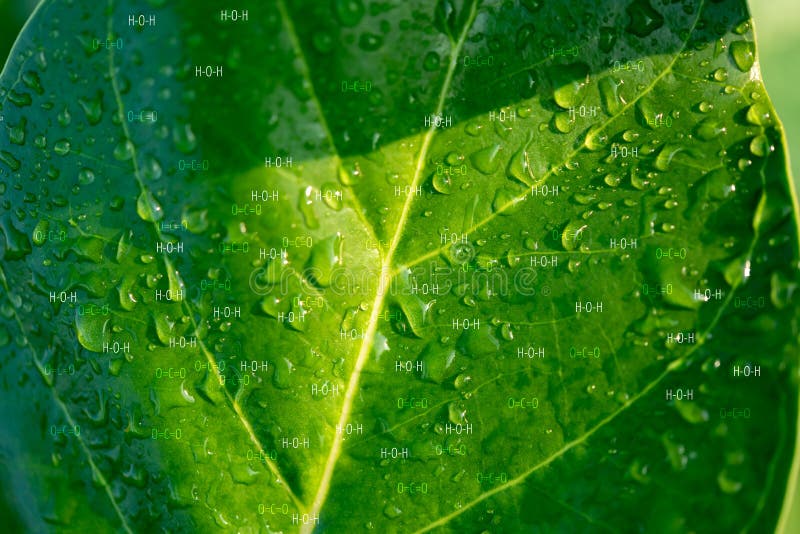 Fresh Green Plant with Biochemistry Formula Structure Stock Image ...