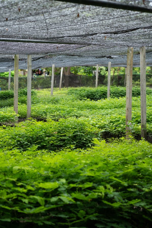 Fresh of Green Plant and Seedling Stocking in Greenhouse Stock Photo ...