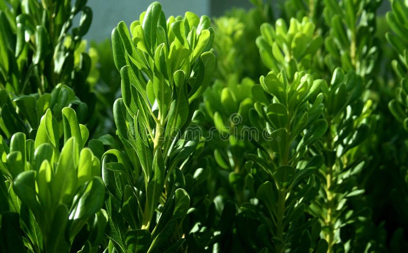Fresh green plants stock image. Image of herb, yard, plants - 11255351