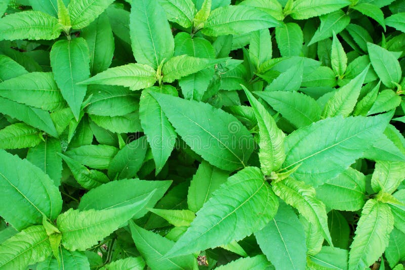 Fresh green plants stock photo. Image of environmental - 15441494