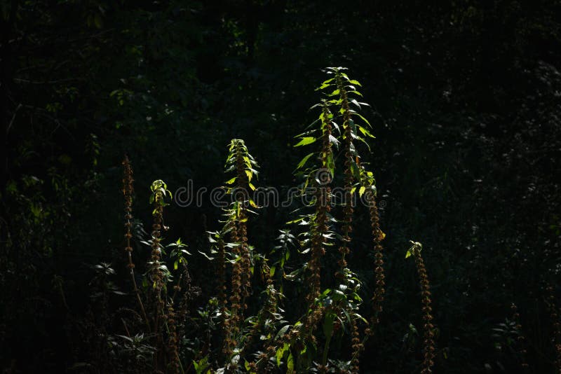 Fresh Green Plants in a Forest Glade. Environmental System, Ecosystem ...