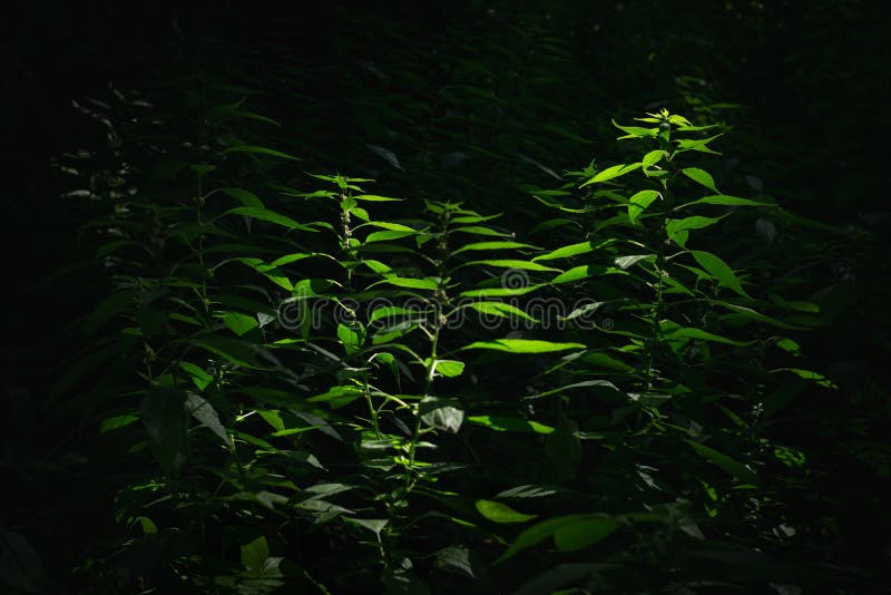 Fresh Green Plants in a Forest Glade. Environmental System, Ecosystem ...