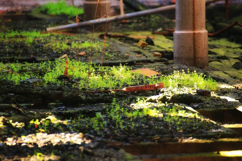 Fresh Green Plants Growing on the Ground of Burnt Building Stock Image ...