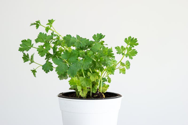 Fresh Green Potted Parsley Front View Close Up Studio Shot Isolated on ...