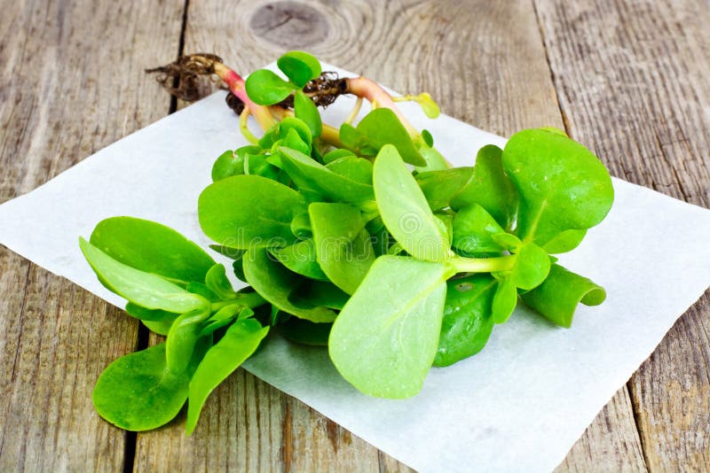 Fresh Green Purslane stock photo. Image of spring, plant - 74294304