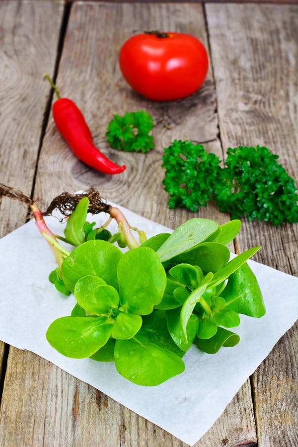 Fresh Green Purslane stock image. Image of vegetables - 74294785