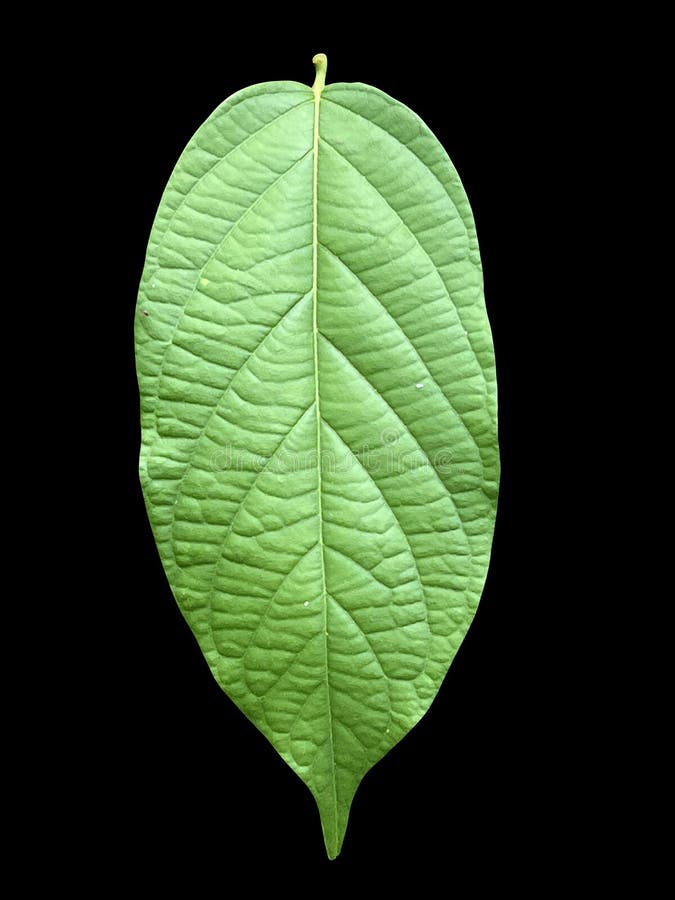 Green Rangoon Creeper Leaf Isolated on Black Background Stock Image ...