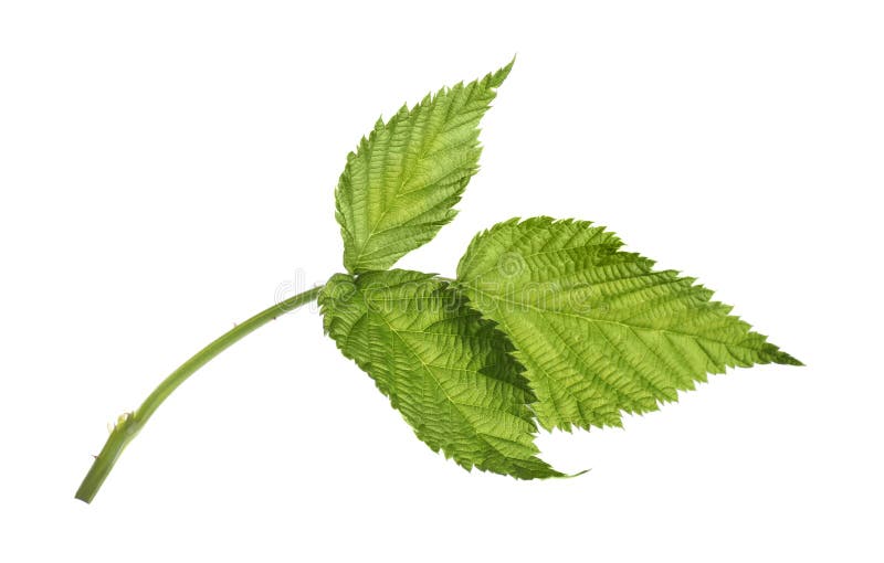 Fresh Green Raspberry Leaves Isolated Stock Photo - Image of leaf ...