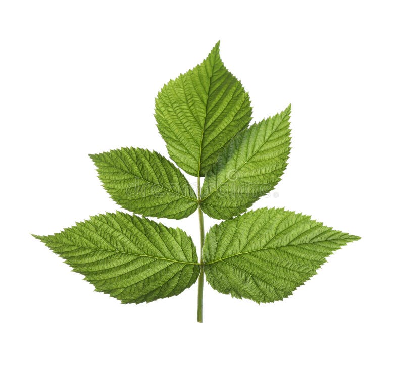 Fresh Green Raspberry Leaves Isolated Stock Image - Image of ...