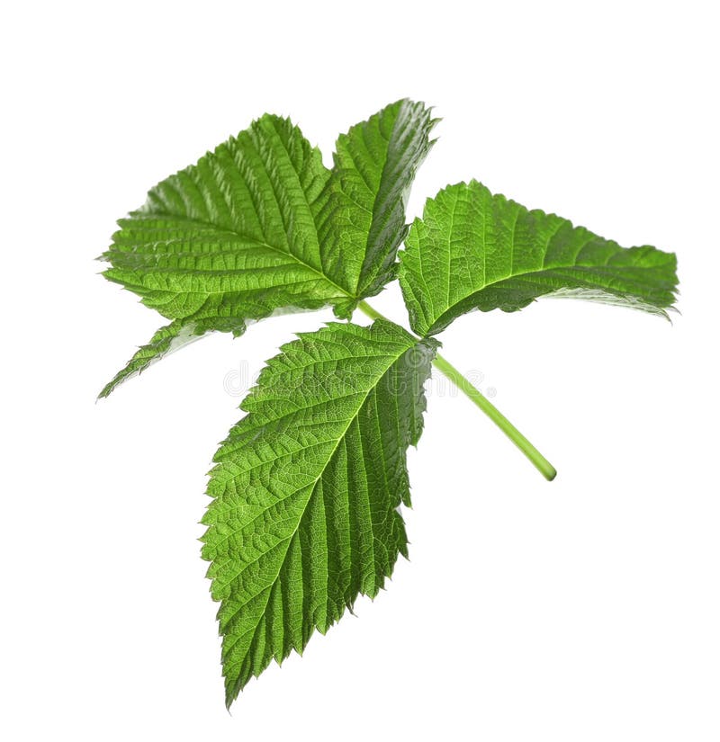 Fresh Green Raspberry Leaves Isolated on White Stock Image - Image of ...