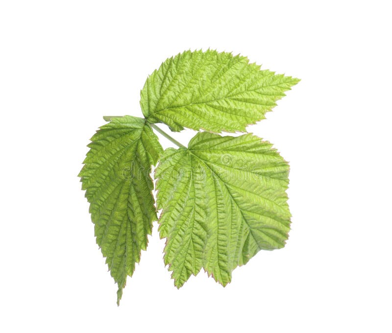 Fresh Green Raspberry Leaves Isolated on White Stock Image - Image of ...
