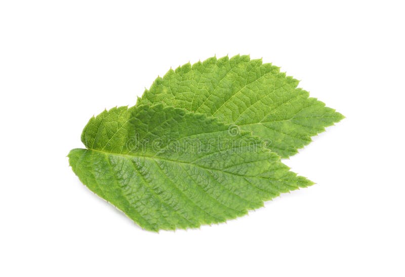 Fresh Green Raspberry Leaves Isolated on White Stock Photo - Image of ...
