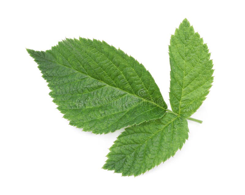 Fresh Green Raspberry Leaves Isolated on White Stock Photo - Image of ...