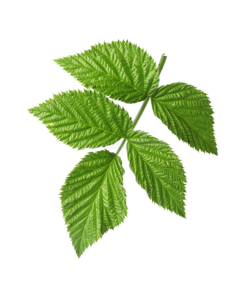 Fresh Green Raspberry Leaves on White Stock Image - Image of color ...