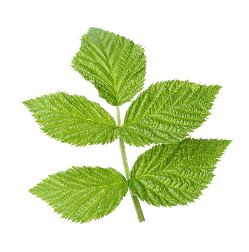 Fresh Green Raspberry Leaves on White Stock Image - Image of leaf ...