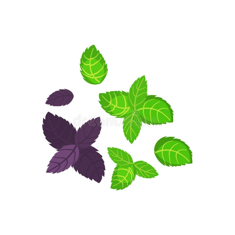 Fresh Green Basil Leaves Icon. Flat Illustration of Basil Leaves Vector ...
