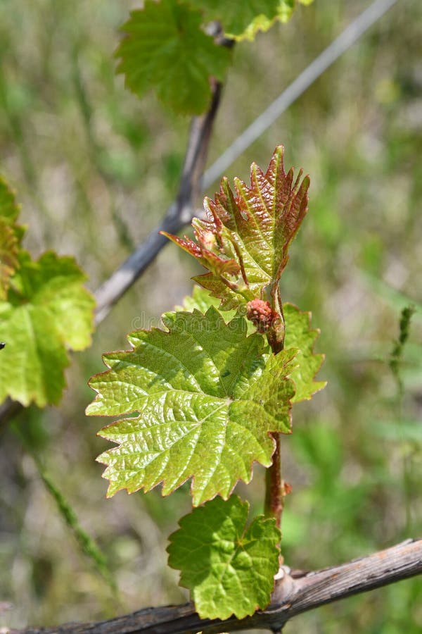 Fresh Green Red Sprouts of Young Branches of Grapevine at Vineyard in ...