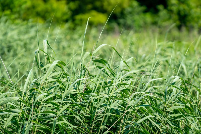 Fresh Green Reed by the River Rioni, Poti Stock Image - Image of fresh ...