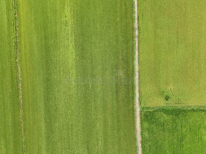 Fresh Green Rice Fields, Aerial Photographs from Drones Stock Image ...