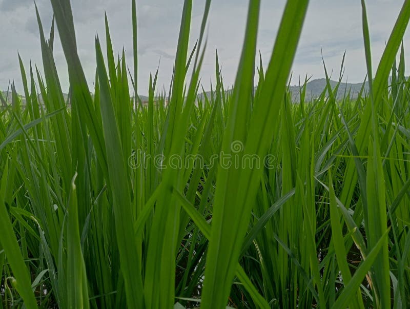 Rice Tree a Unique Perspective on the Iconic Crop Stock Photo - Image ...
