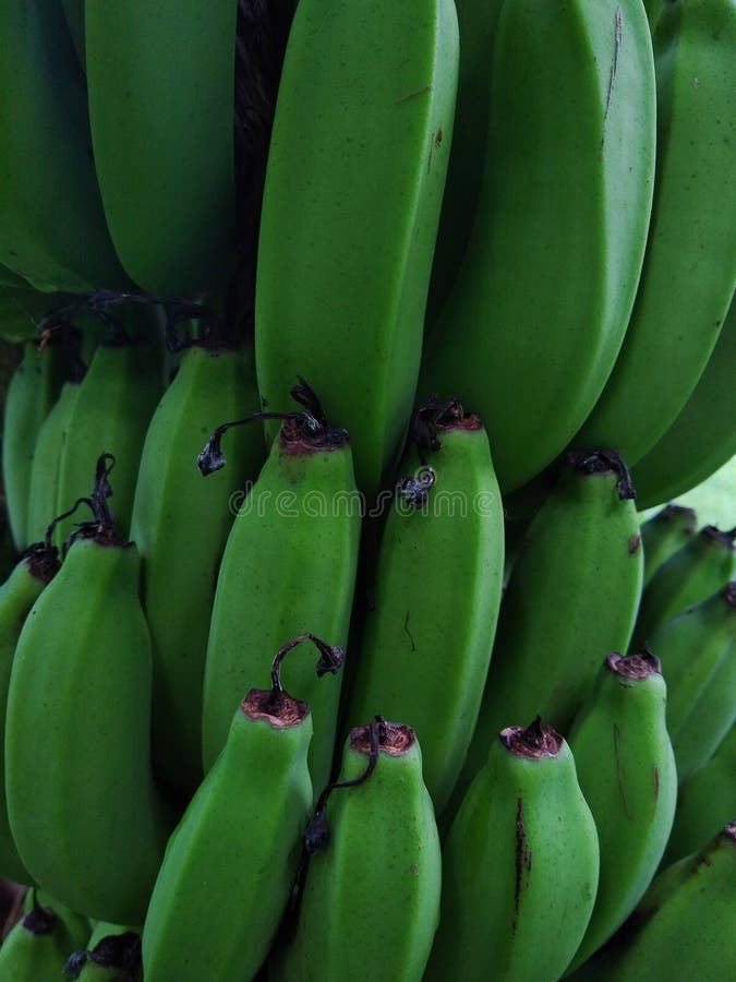 107 Robusta Banana Stock Photos - Free & Royalty-Free Stock Photos from ...
