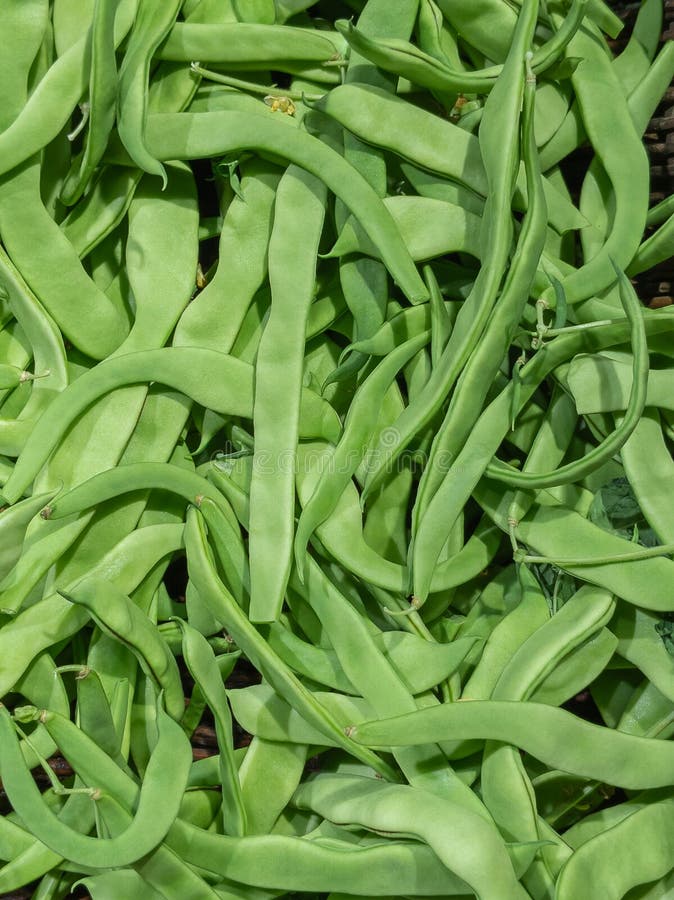 Fresh Green Romano Beans stock image. Image of retail - 289364599