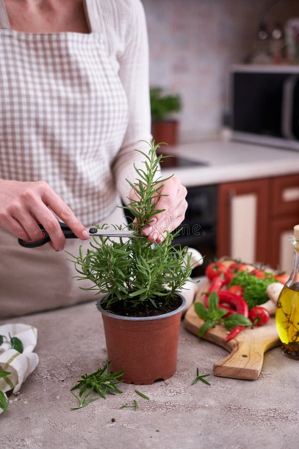 Fresh Green Rosemary Pot on the Table at Domestic Home Stock Image ...