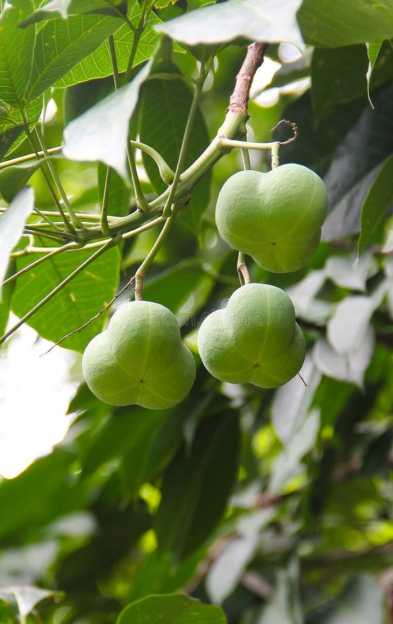 Fresh Green Rubber Seeds on Tree. Stock Photo - Image of closeup, plant ...