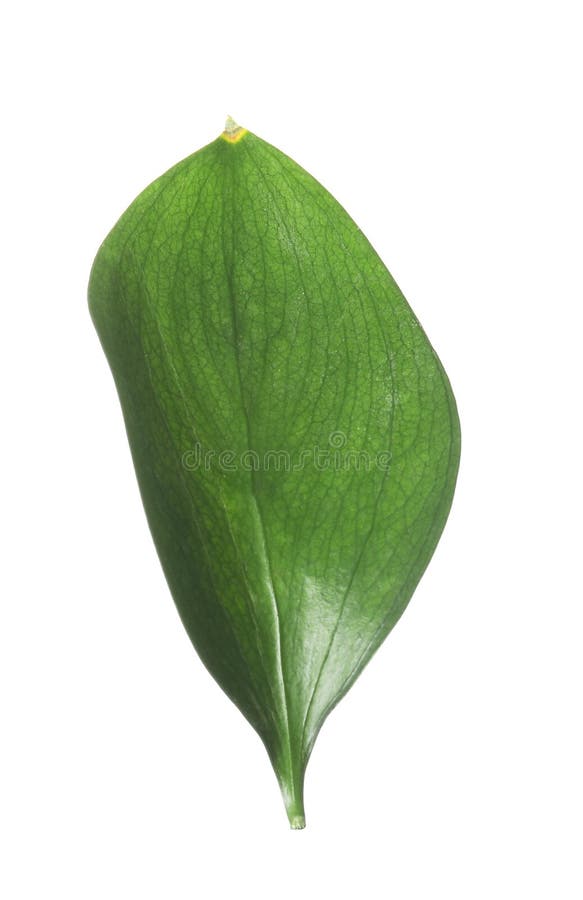 Fresh green Ruscus leaf stock image. Image of botanical - 123607989