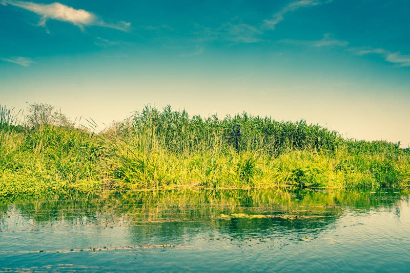 Green rushes by the lake stock image. Image of colorful - 43560367