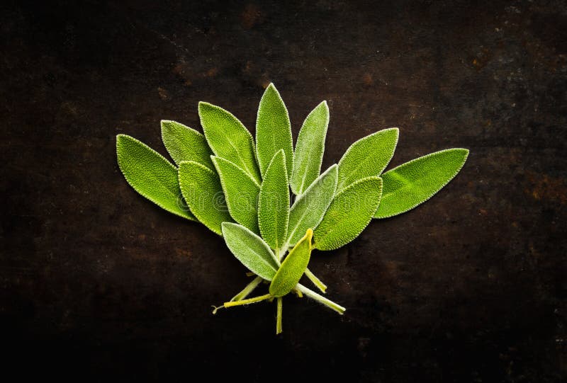 Fresh Green Sage Leaves on the Rustic Background Stock Image - Image of ...